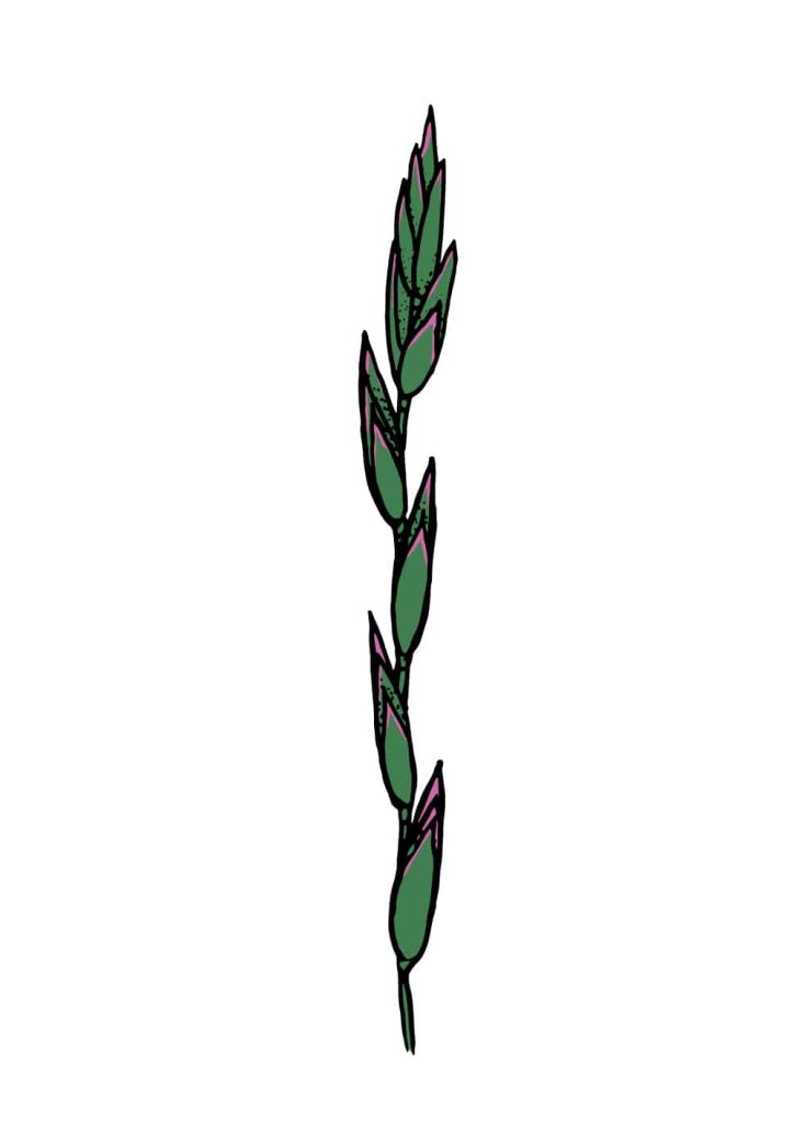 Awned Wheatgrass - BrettYoung