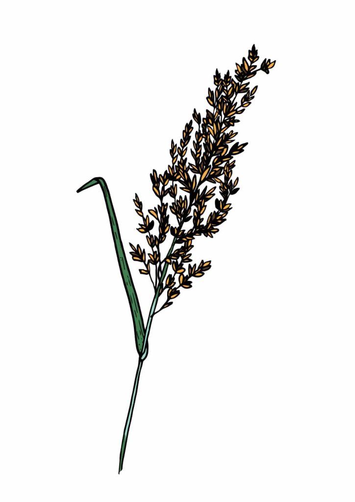 Bluejoint Reedgrass - BrettYoung