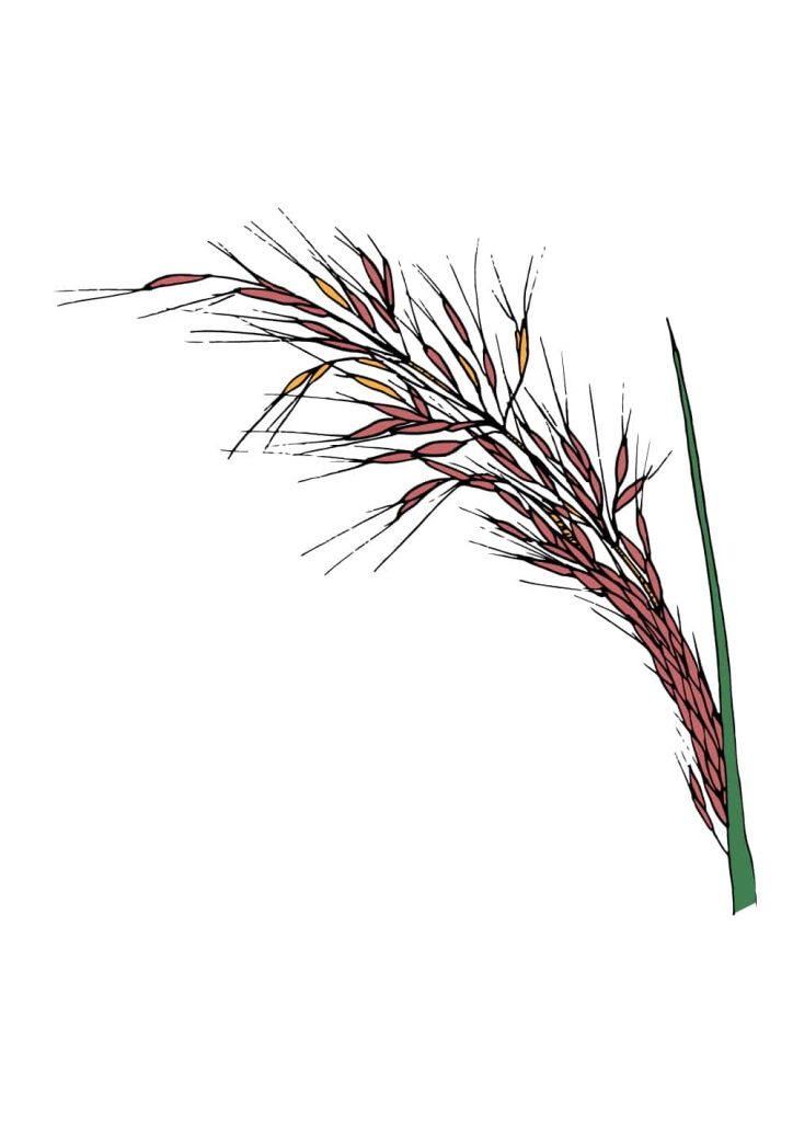 Indiangrass - BrettYoung