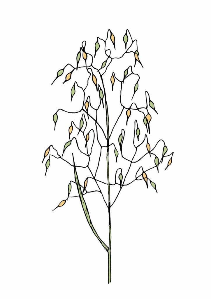 Indian Ricegrass - BrettYoung