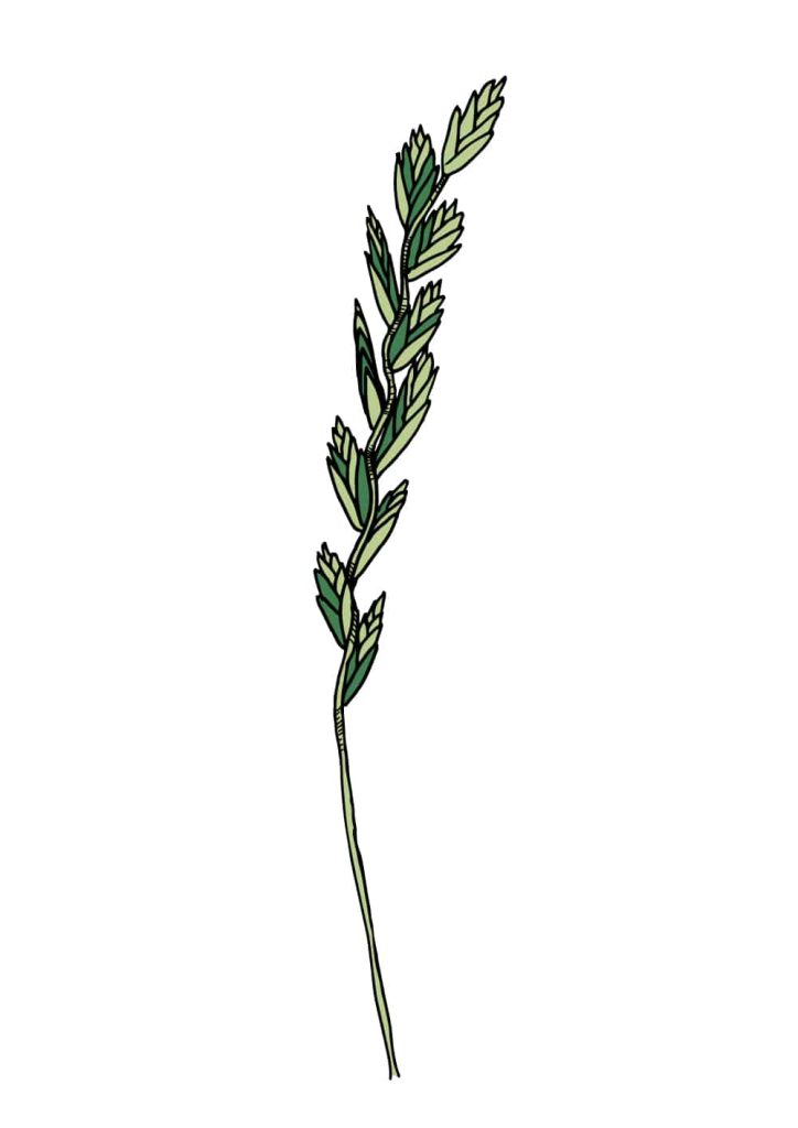 Intermediate Wheatgrass - BrettYoung