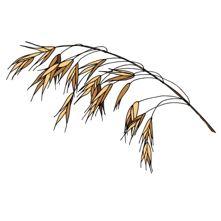 Nodding Brome - BrettYoung