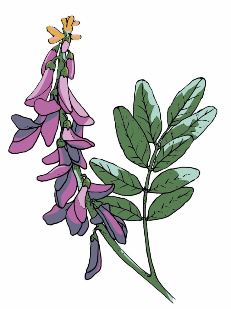 Northern Sweetvetch - BrettYoung