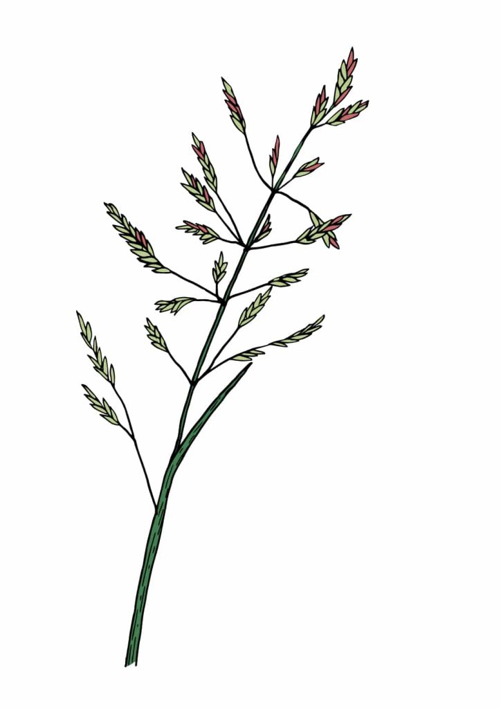 Nuttall's Alkaligrass - BrettYoung