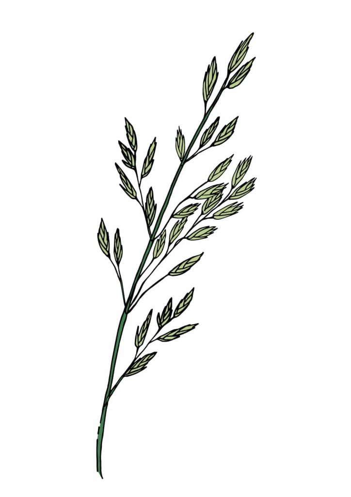 Rough Fescue Complex - BrettYoung