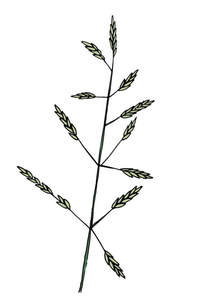 Weeping Alkaligrass - BrettYoung