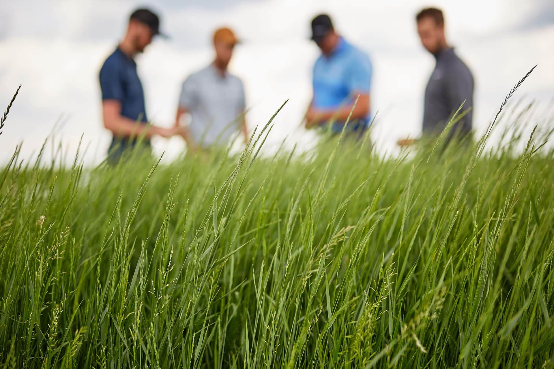 Wholesale Forage Seed Portal - BrettYoung