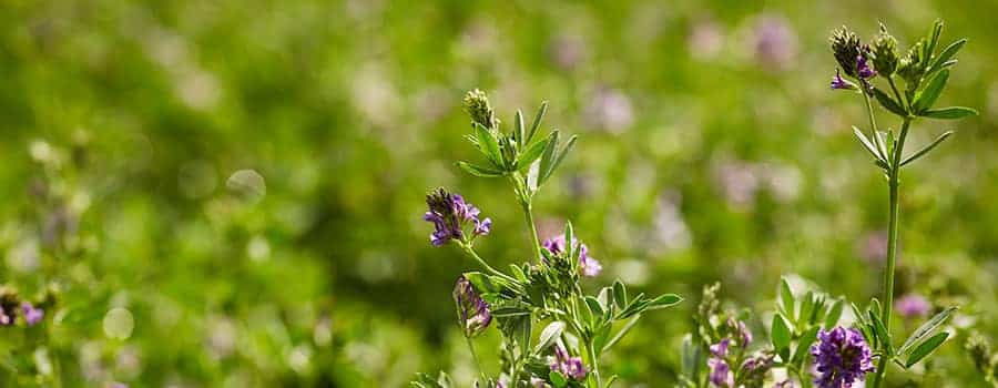 Growing Alfalfa for Seed Production - BrettYoung
