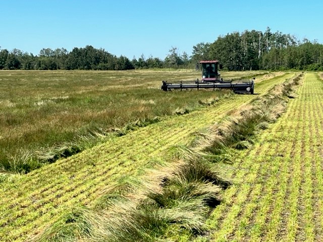 Harvest Timing for Your Uncommon Seed Production Crop - BrettYoung