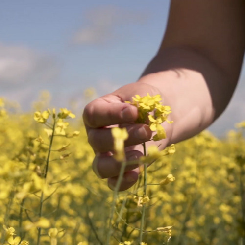 Managing Sclerotinia Stem Rot in Canola: Fungicide Timing Tips