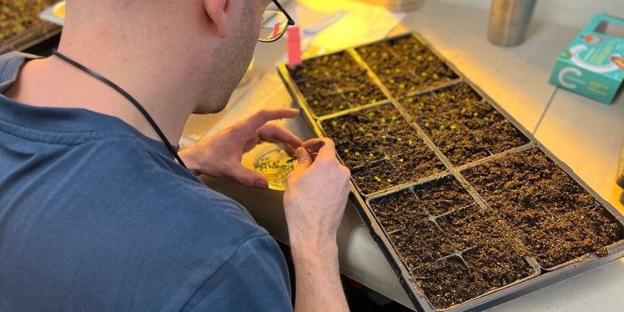 DL Seeds Making Moves in Pod Shatter Research - BrettYoung