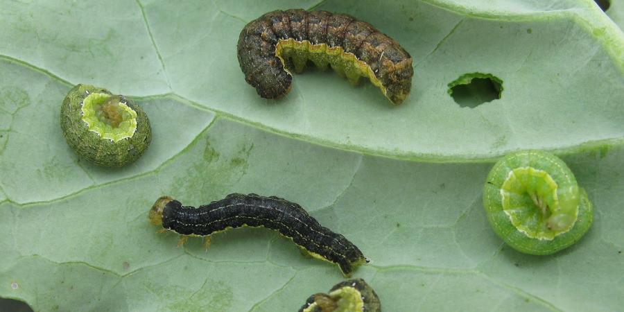 Top 4 Insect Pests in Canola: Identification and Scouting Tips