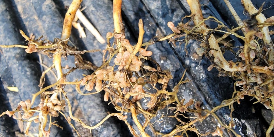 Granular or Liquid? How to Choose Your Inoculant - BrettYoung