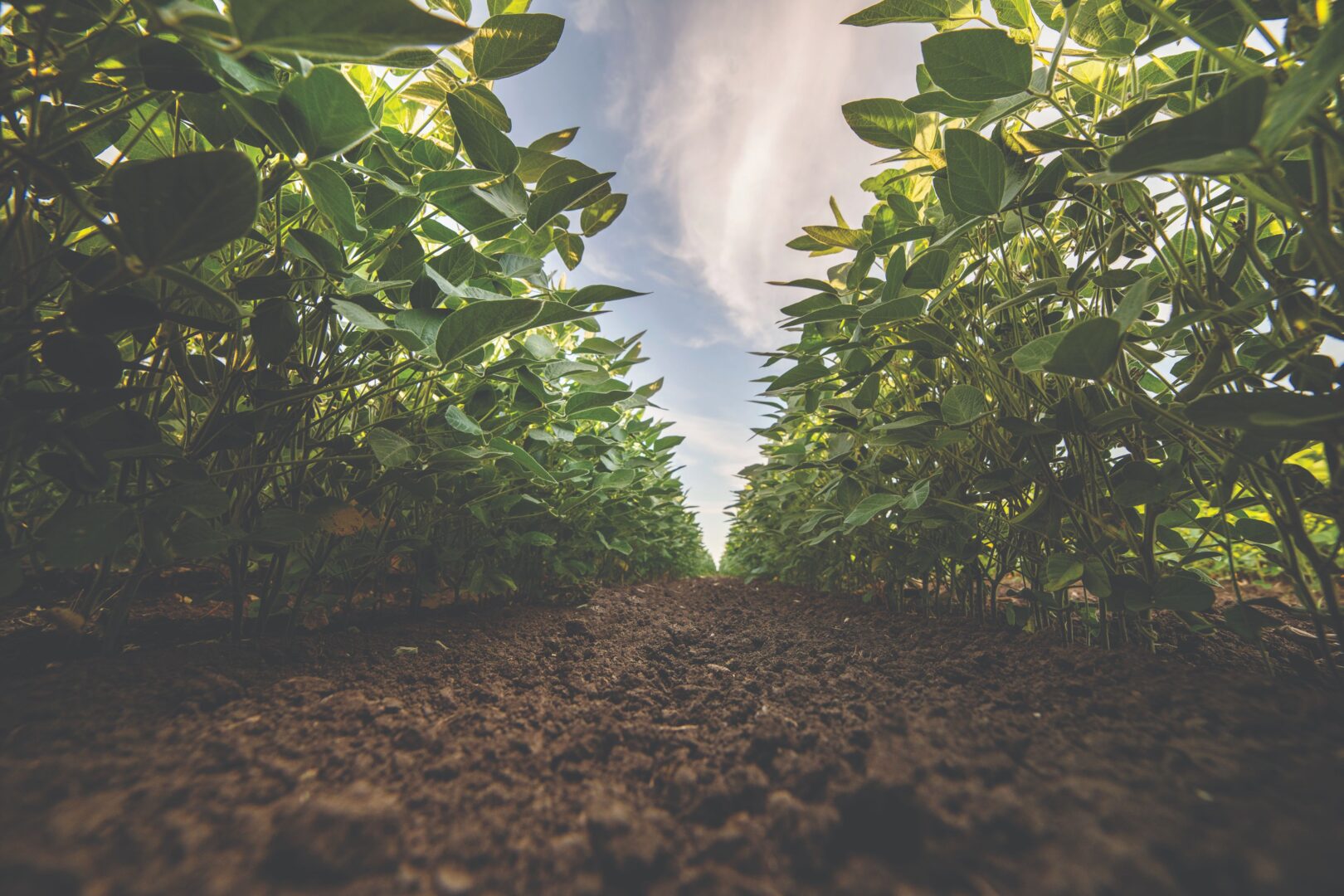 Selecting the right soybean variety for your farm - BrettYoung