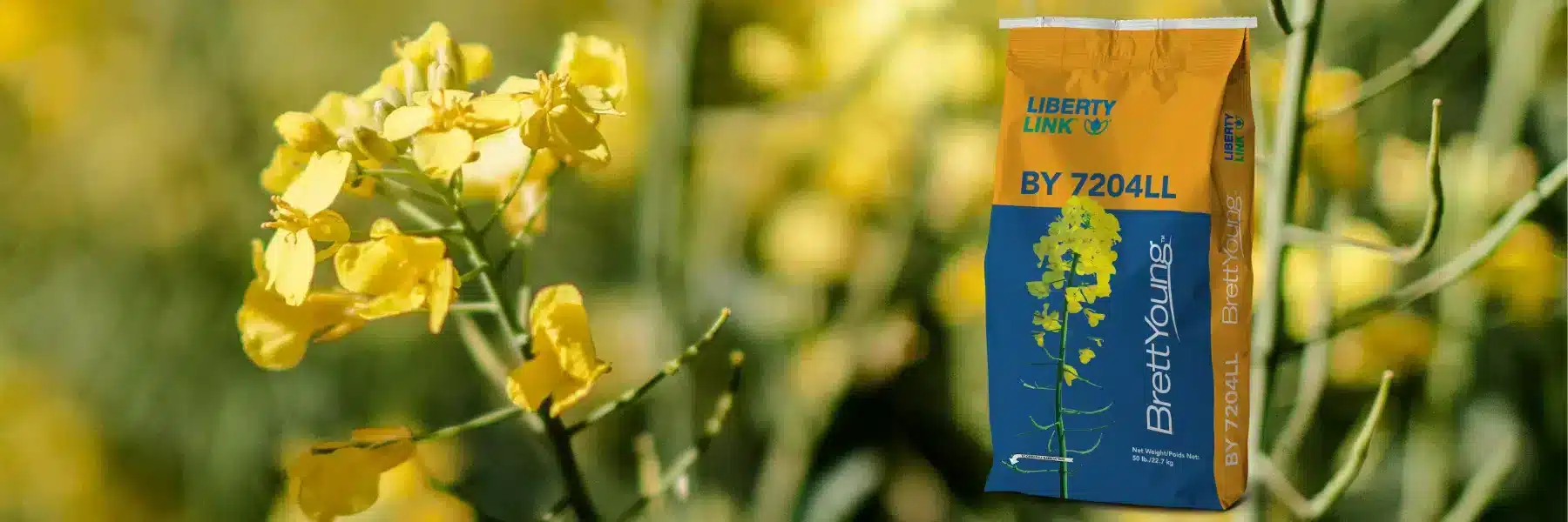 Where to See BY 7204LL LibertyLink® Canola Trials in 2024