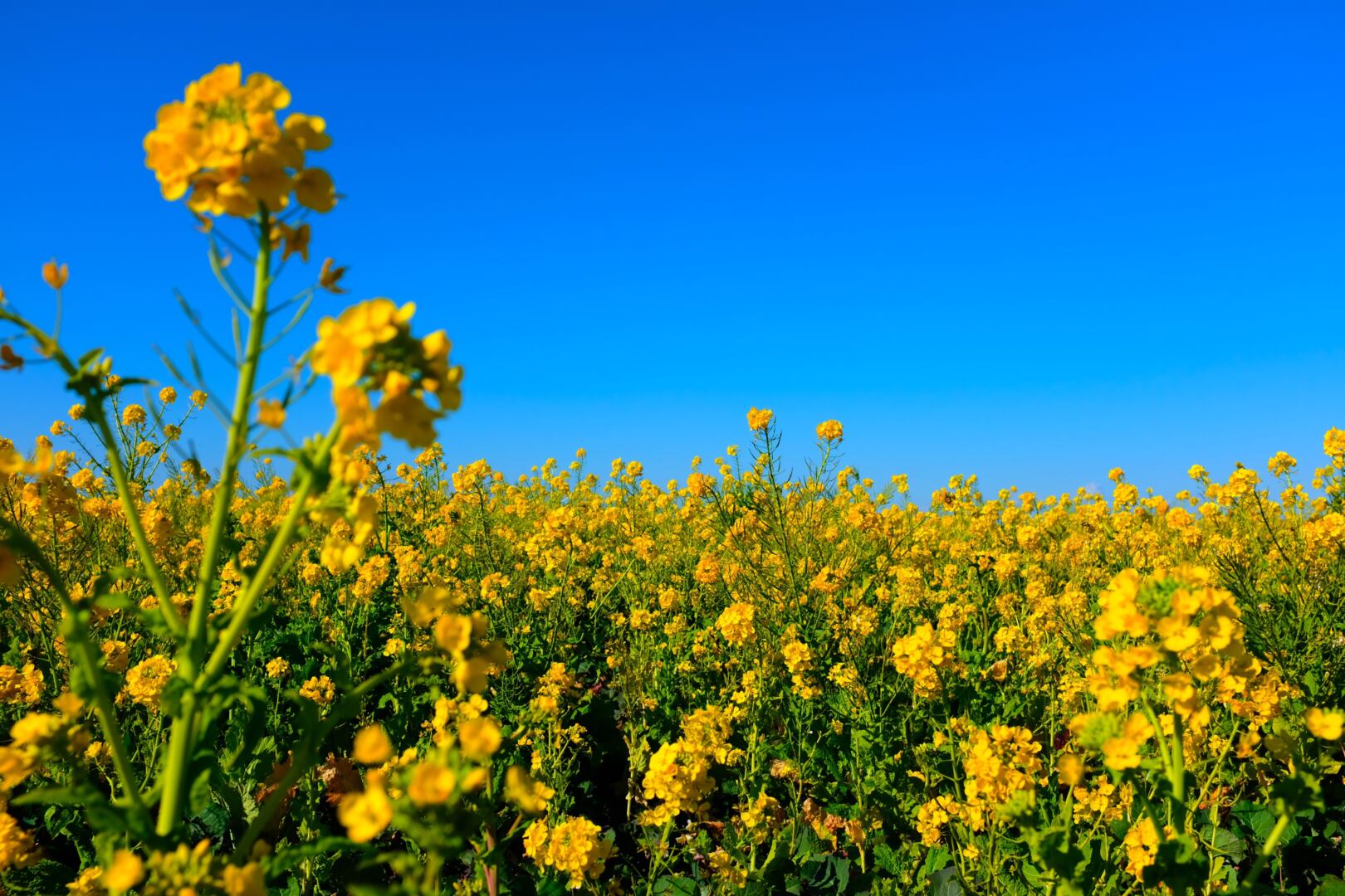 Canola Seed Treatment Overview - BrettYoung