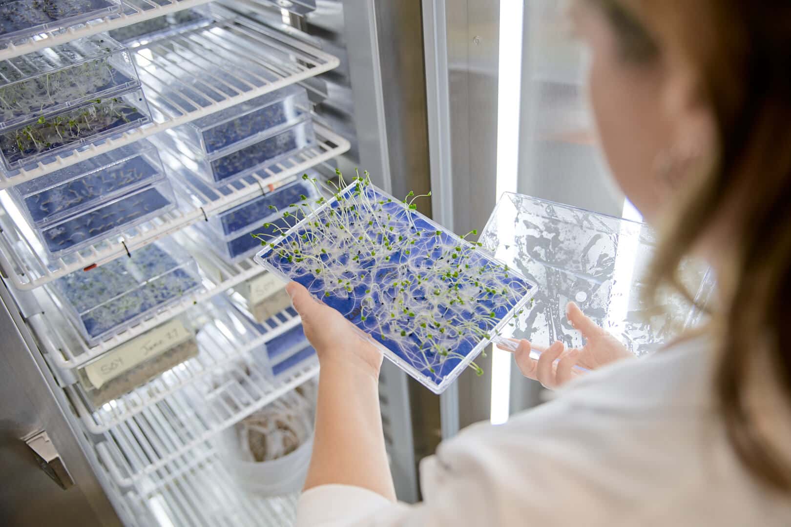 BrettYoung Seed Lab Analysts the Backbone of our Business - BrettYoung