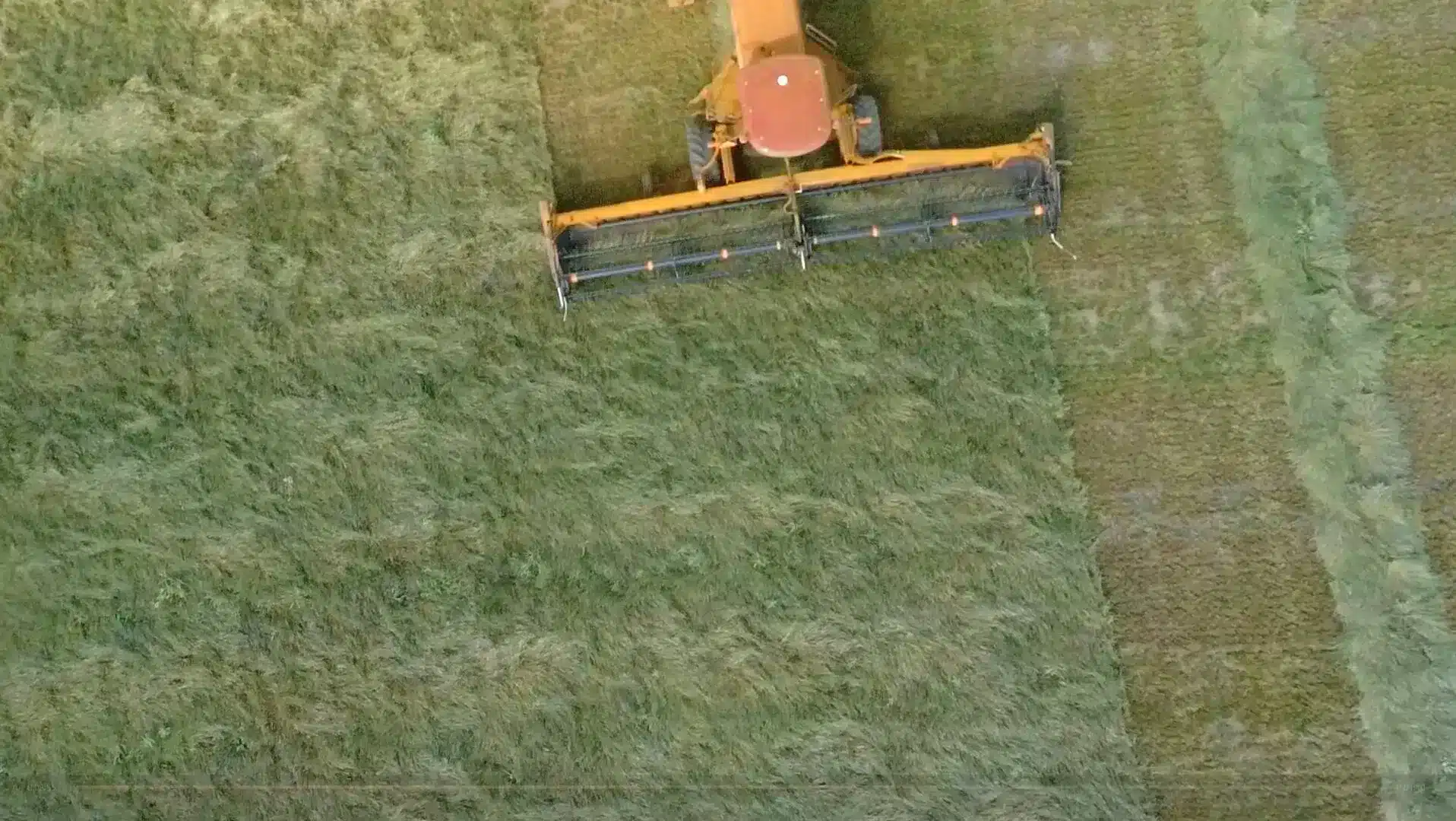 Harvesting your Forage Crop for Your Needs - BrettYoung