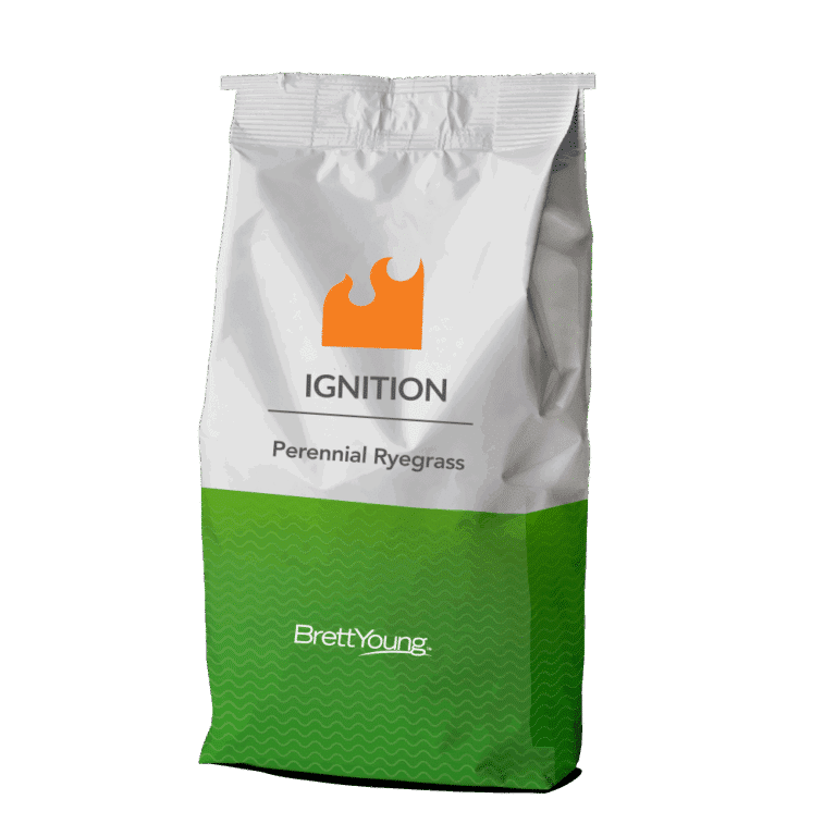 Ignition Perennial Ryegrass - BrettYoung